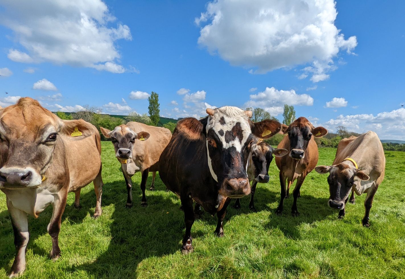 Modbury Farm near Burton Bradstock diversifies over the centuries - The ...