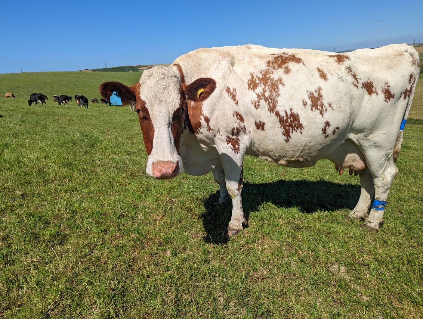 Milkshakes and Astroturf: Eweleaze Farm in Martinstown has a unique ...