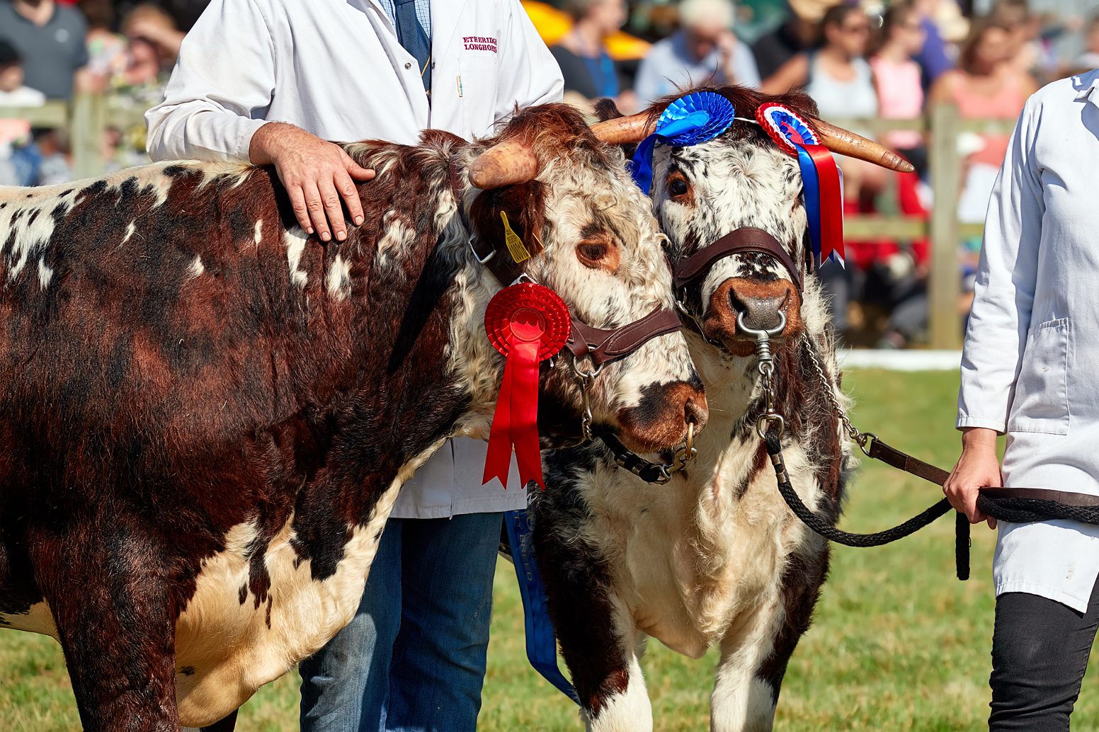 The magic of Melplash Agricultural Show will be returning to West Bay ...