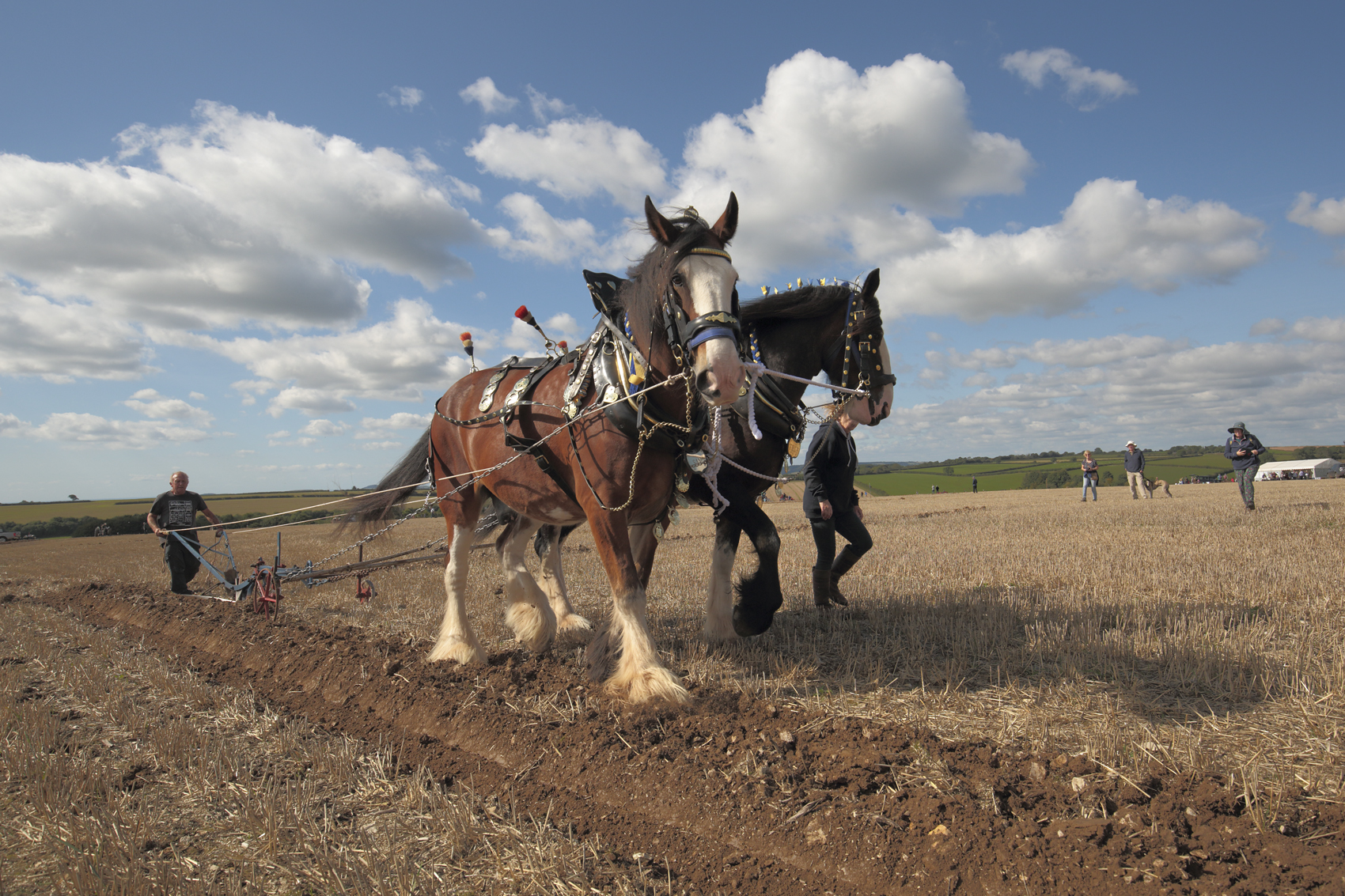 Melplash Agricultural Society celebrates 175 years with a hedgelaying ...