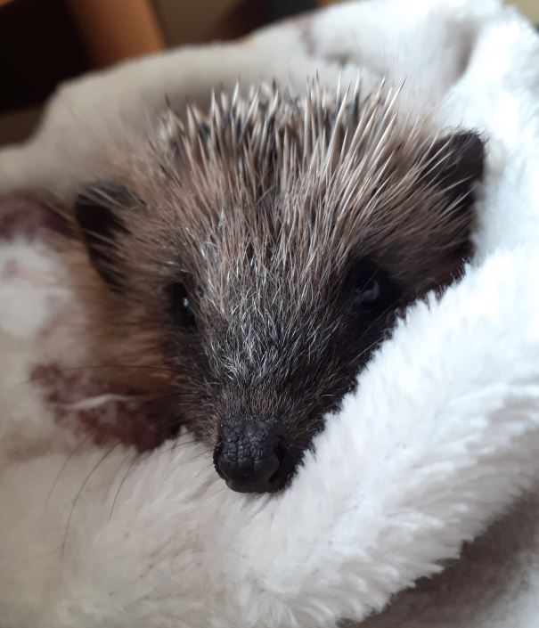 'Keep an eye out for our prickly pals this winter' says Dorchester ...
