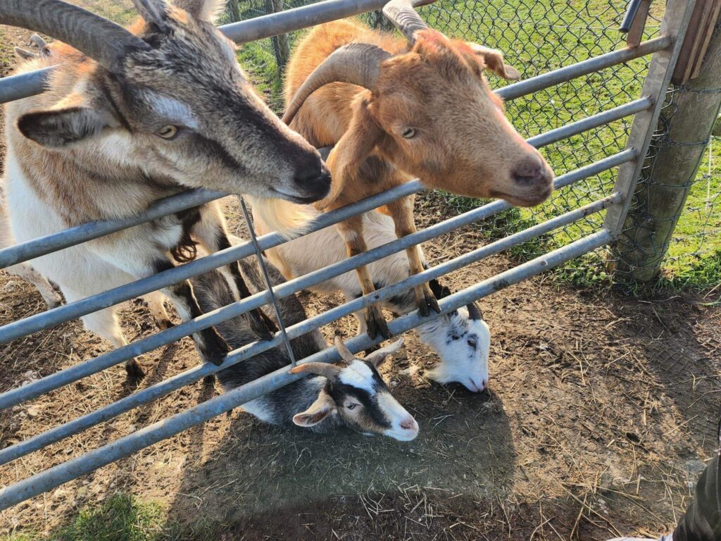 Fears for the future for the popular Portland Fancy's Family Farm - The ...