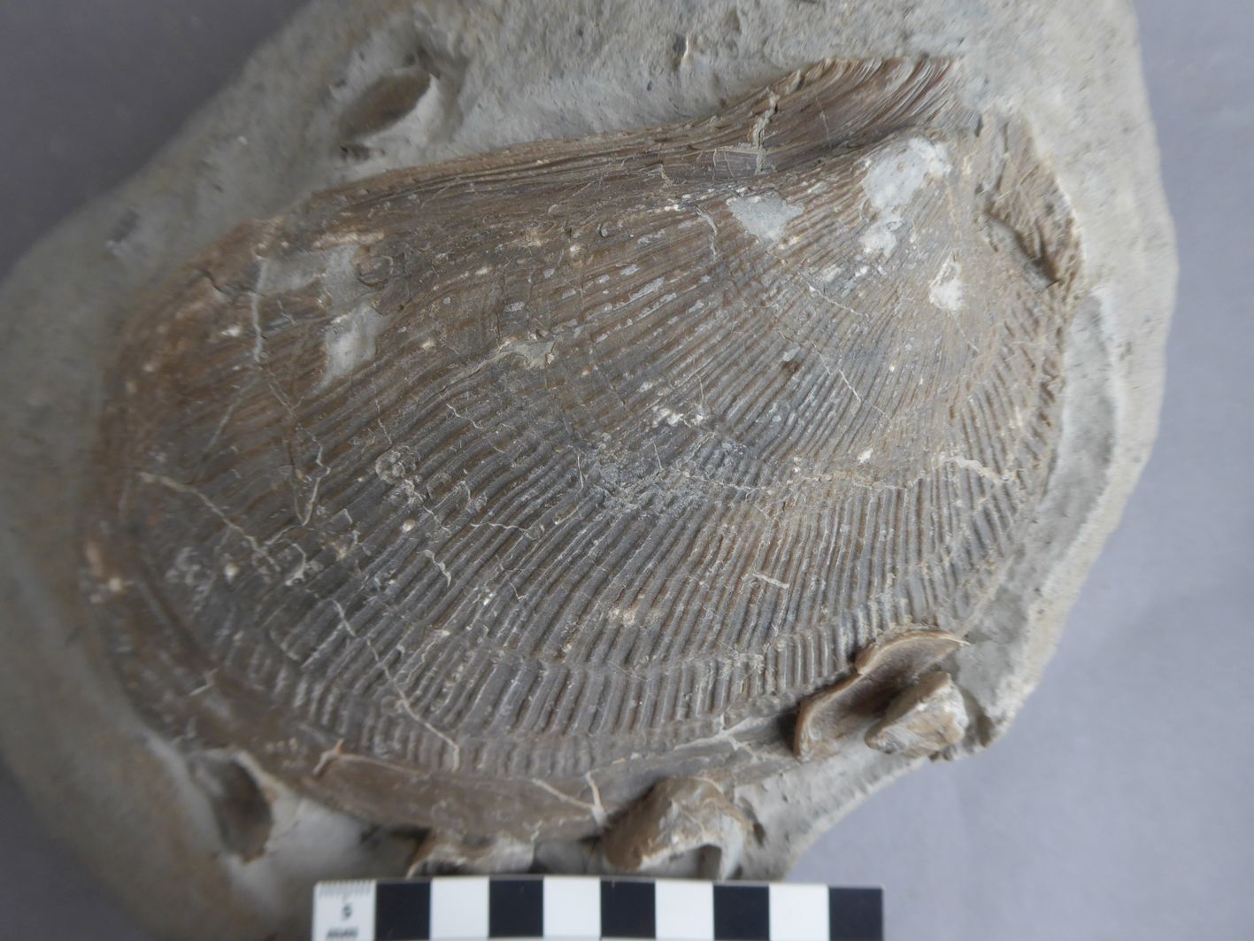 Fossil hunter waits five years for his Jurassic giant clam - The West ...