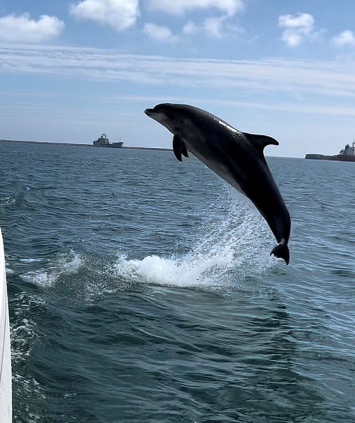 Plea to monitor Britain's smallest pod of bottlenose dolphins - The ...