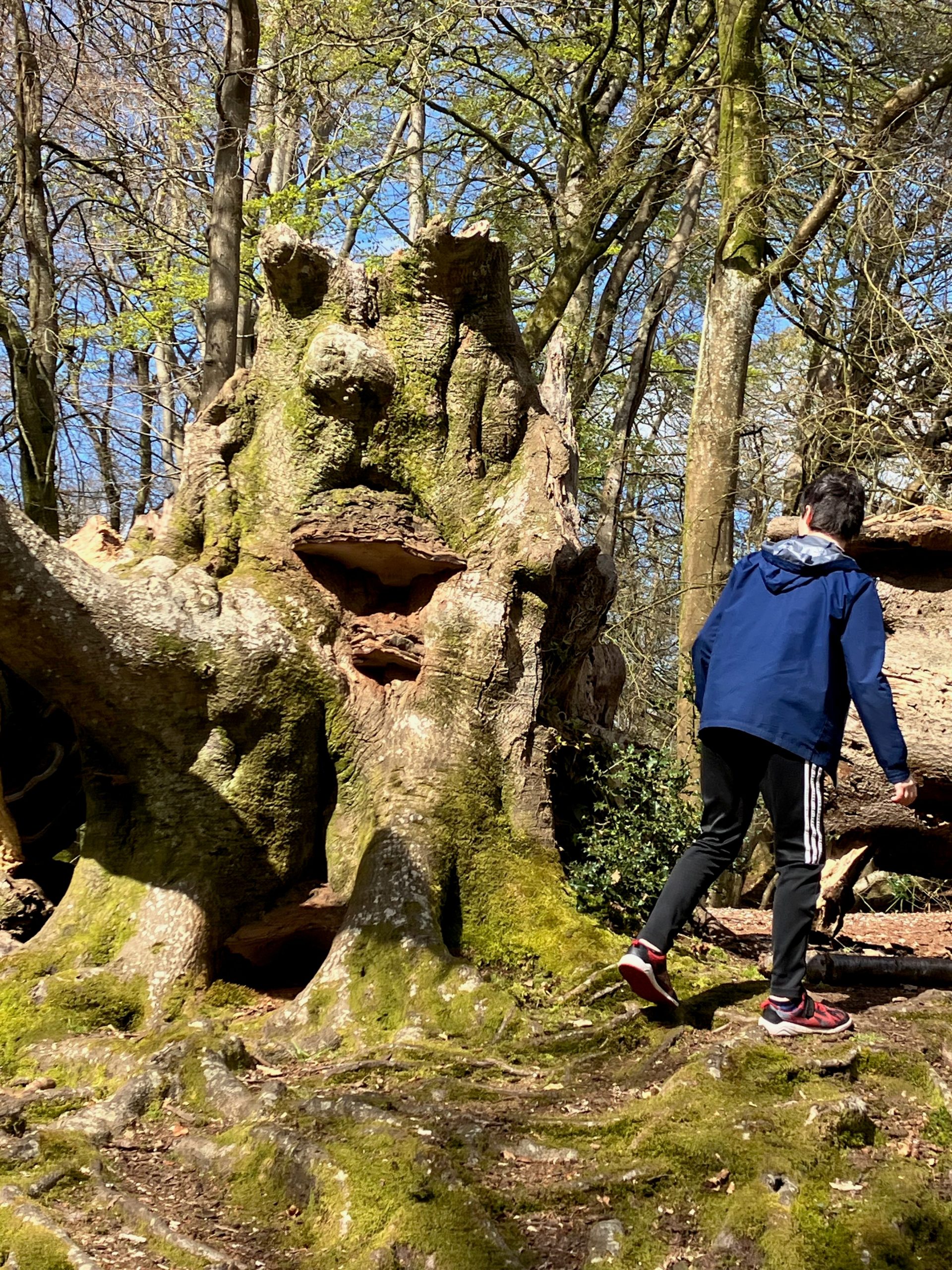 A Green Man found lurking in Thorncombe Woods - The West Dorset Magazine