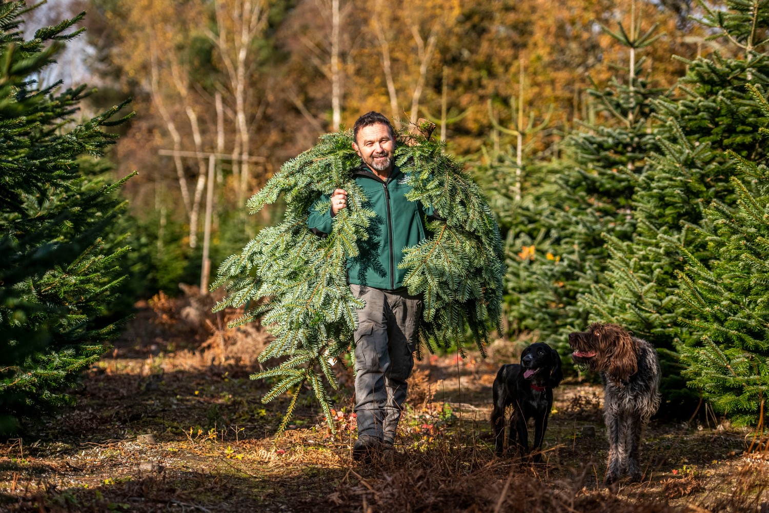 Trinity St. Christmas Trees: Making Christmas memories for 35 years ...