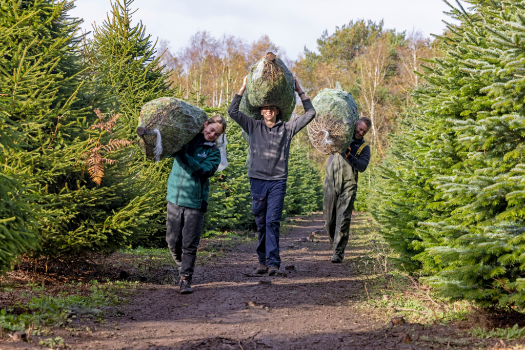 Trinity St. Christmas Trees: Making Christmas memories for 35 years ...