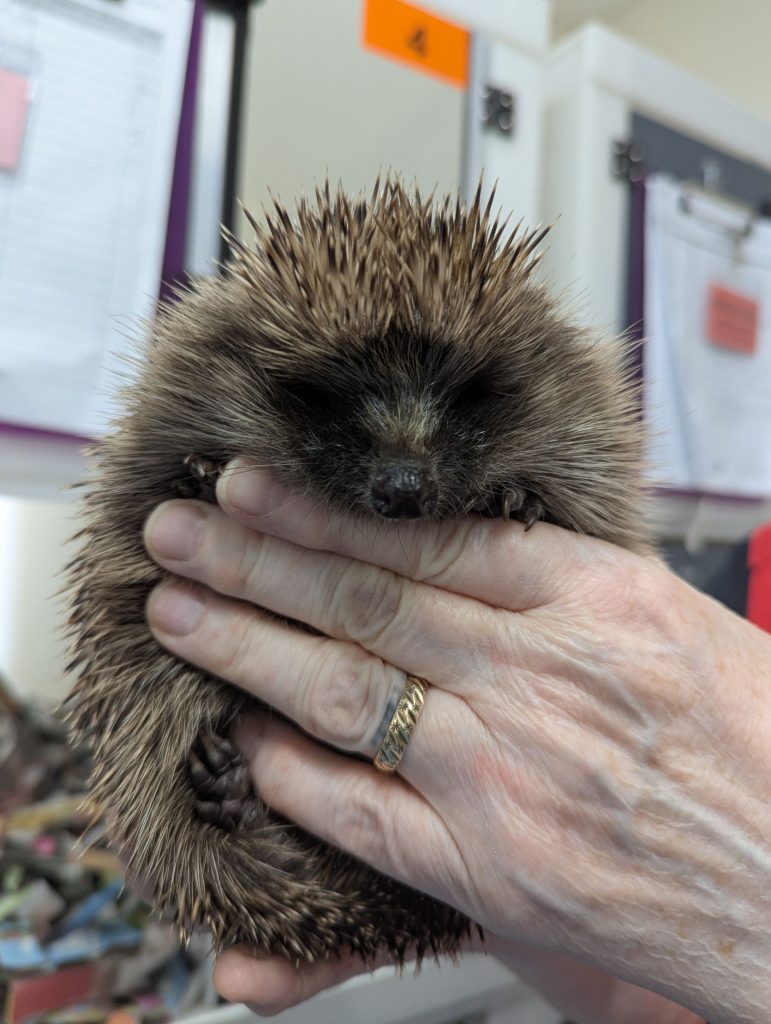 A new hedgehog sanctuary opens near Briantspuddle and Bere Regis after ...
