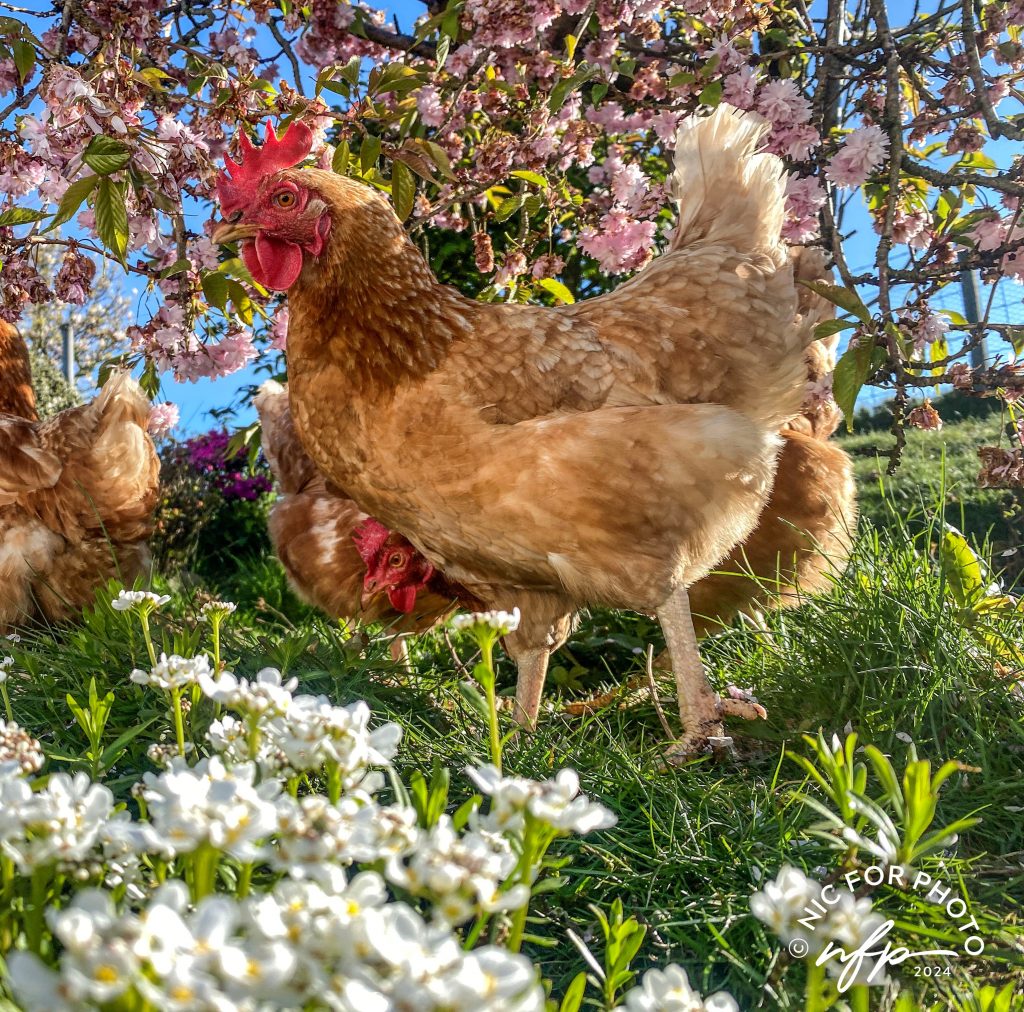 Good eggs are needed in our patch to give unhappy hens a new lease of ...